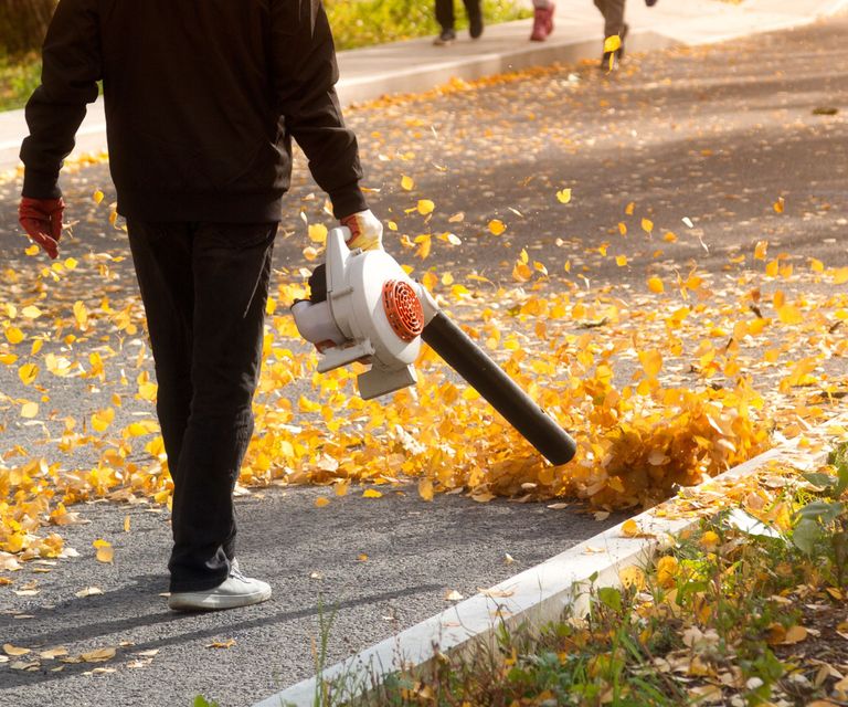A guide to collecting leaves - where to remove and to leave | Homes and ...
