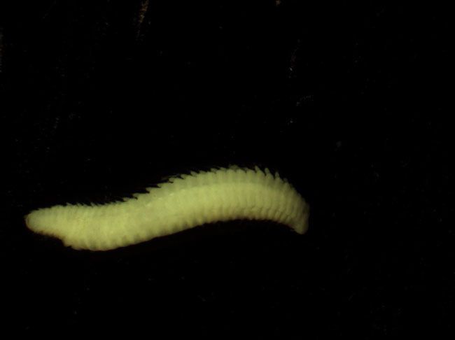 Image Gallery: Alien Life of the Antarctic | Live Science