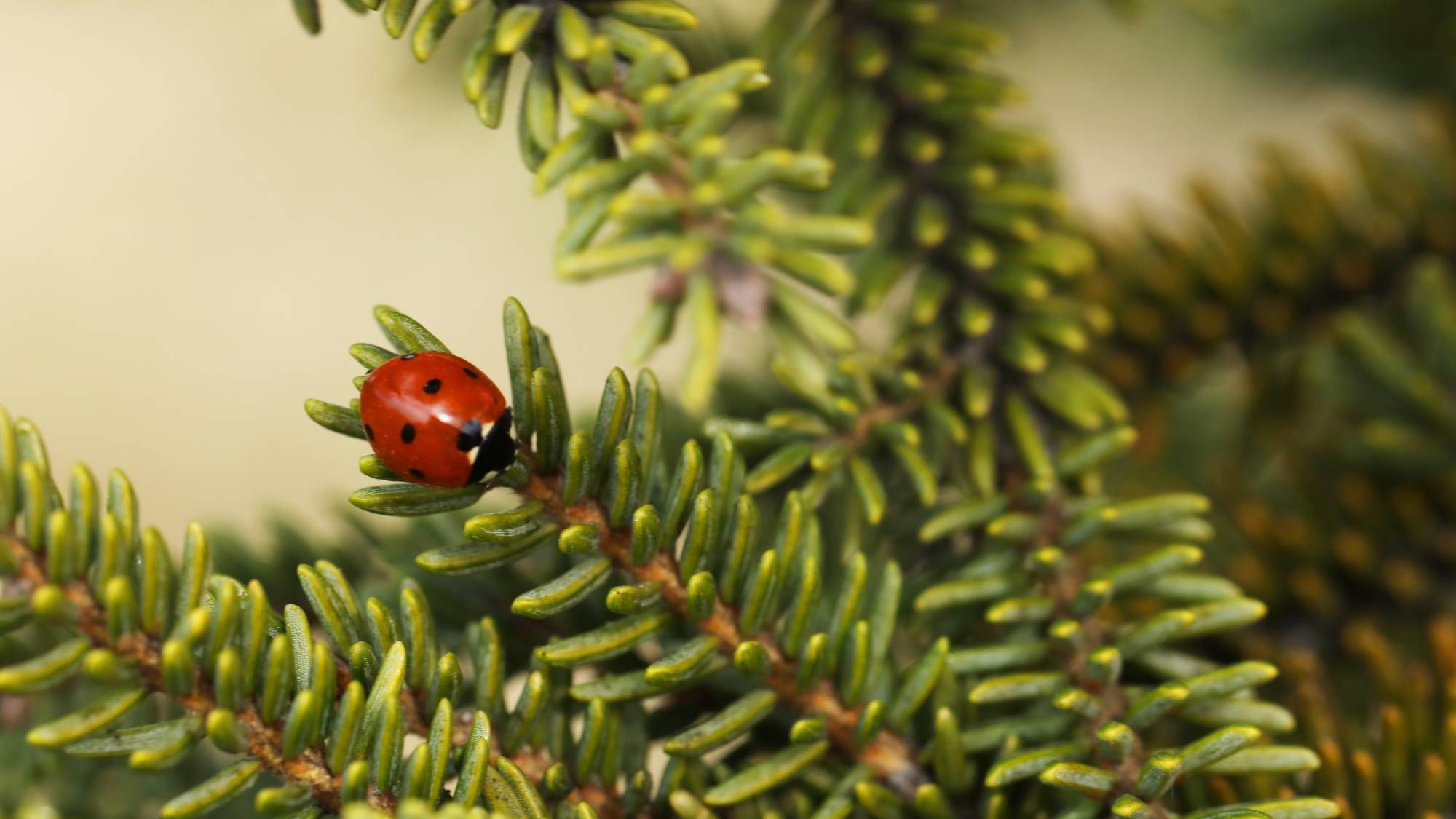 Get Rid of Christmas Tree Bugs So Your Holidays Stay Jolly | Gardening ...