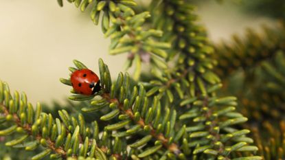 Get Rid of Christmas Tree Bugs So Your Holidays Stay Jolly | Gardening ...
