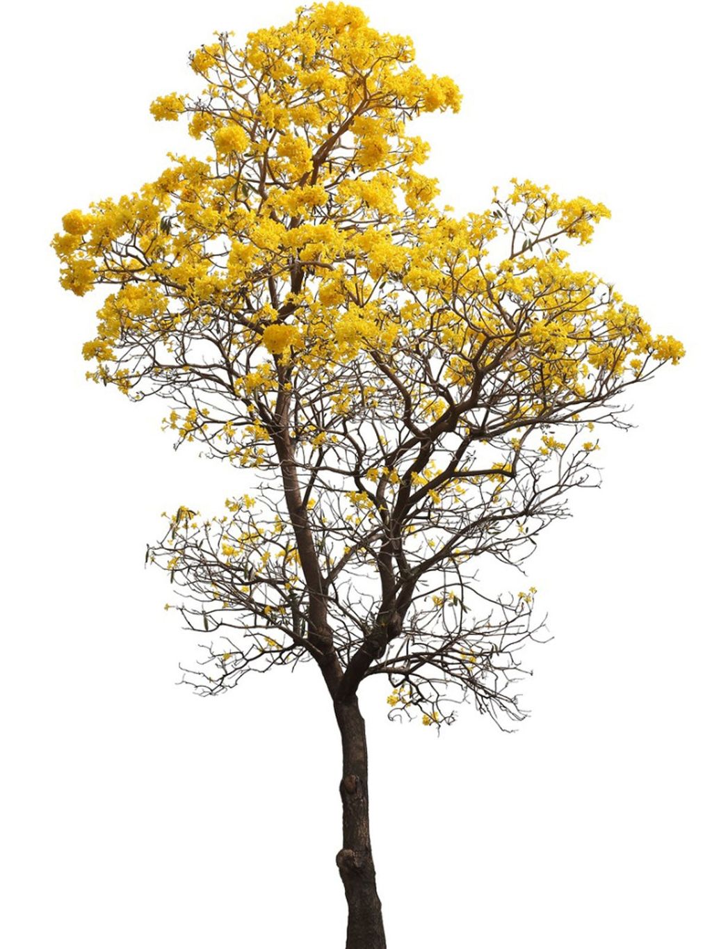 What Is A Tabebuia Tree - Information On Growing Tabebuia Trumpet Trees ...