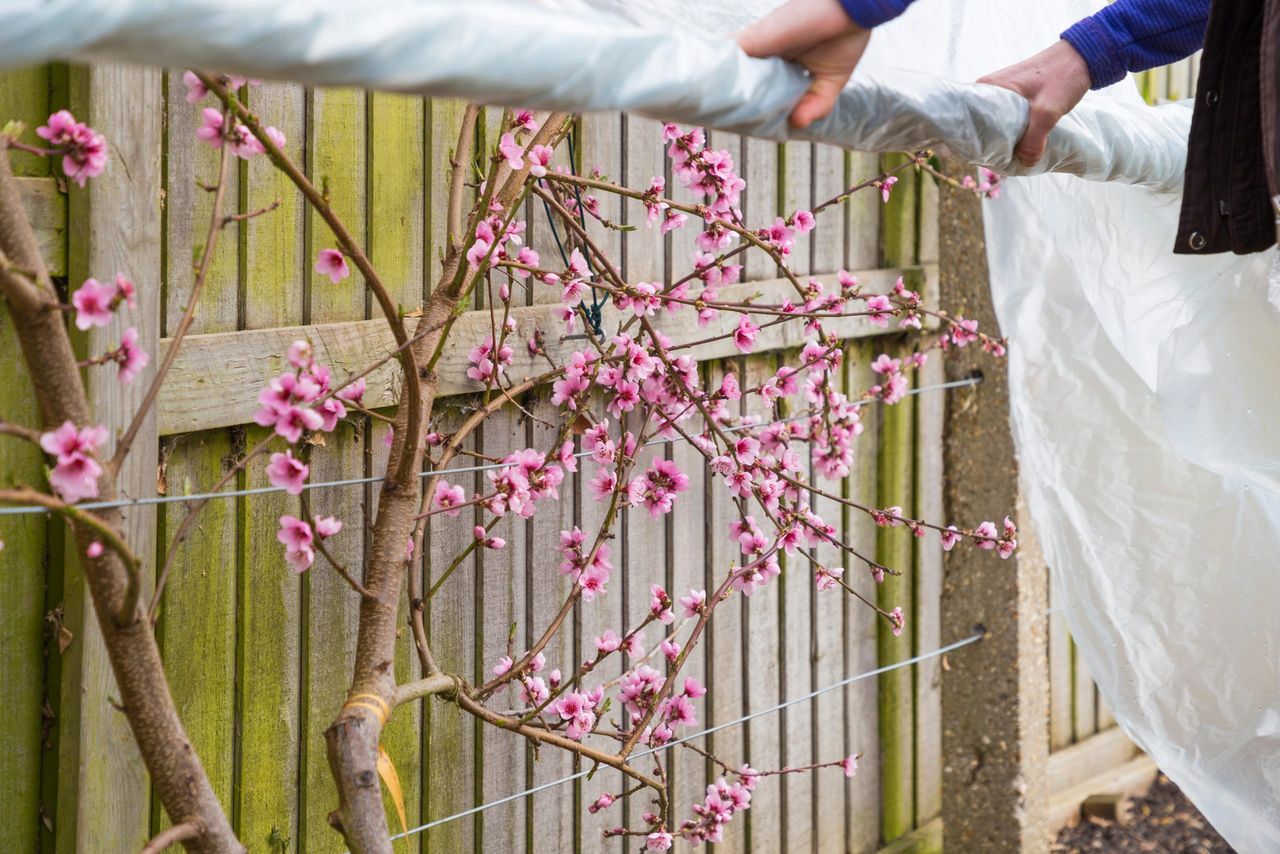 How to grow your own peaches: The best varieties to choose, where to ...