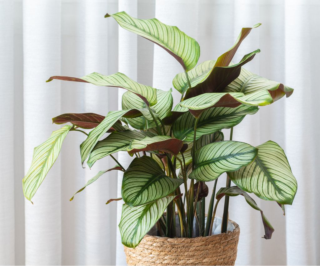 How to revive a dying calathea: 5 expert steps to recovery | Homes and ...