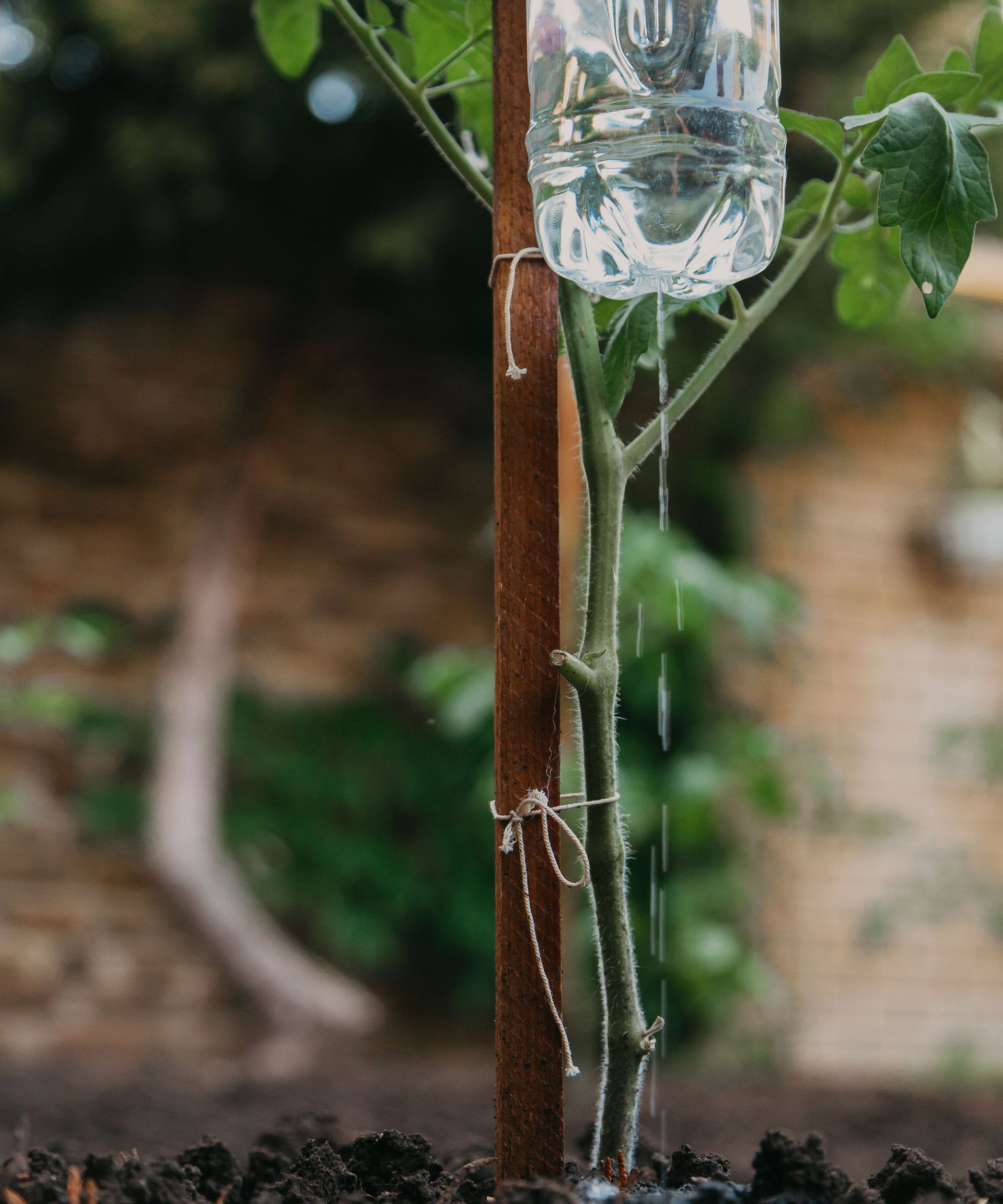 How to make a DIY drip irrigation system for free | Gardeningetc