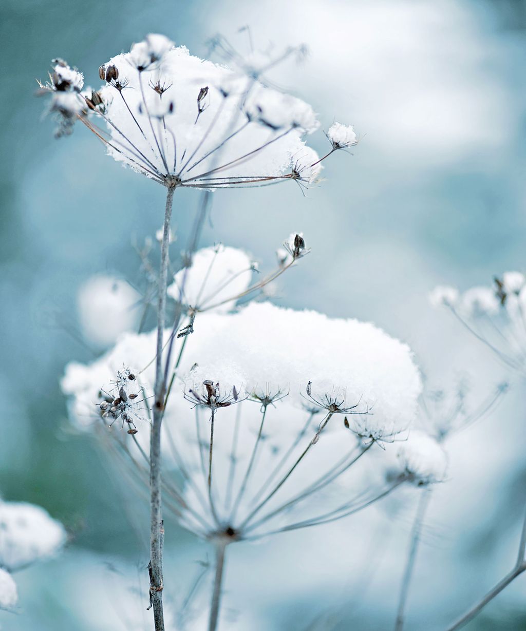 How to protect plants from snow: essential cold weather care | Gardeningetc