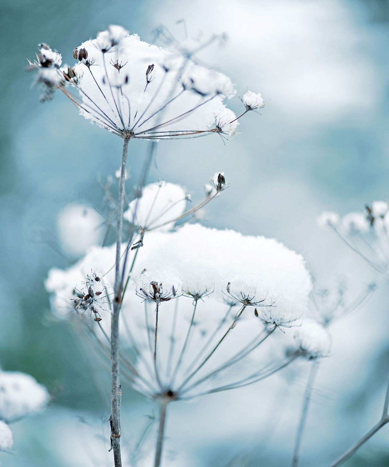 How to protect plants from snow: essential cold weather care | Gardeningetc