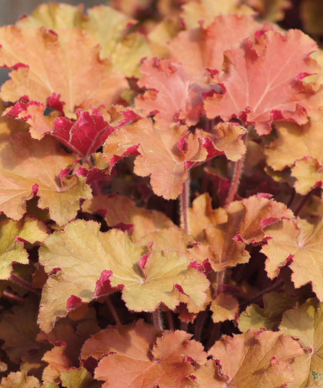 Heuchera varieties: 15 coral bells for foliage and flowers | Homes and ...
