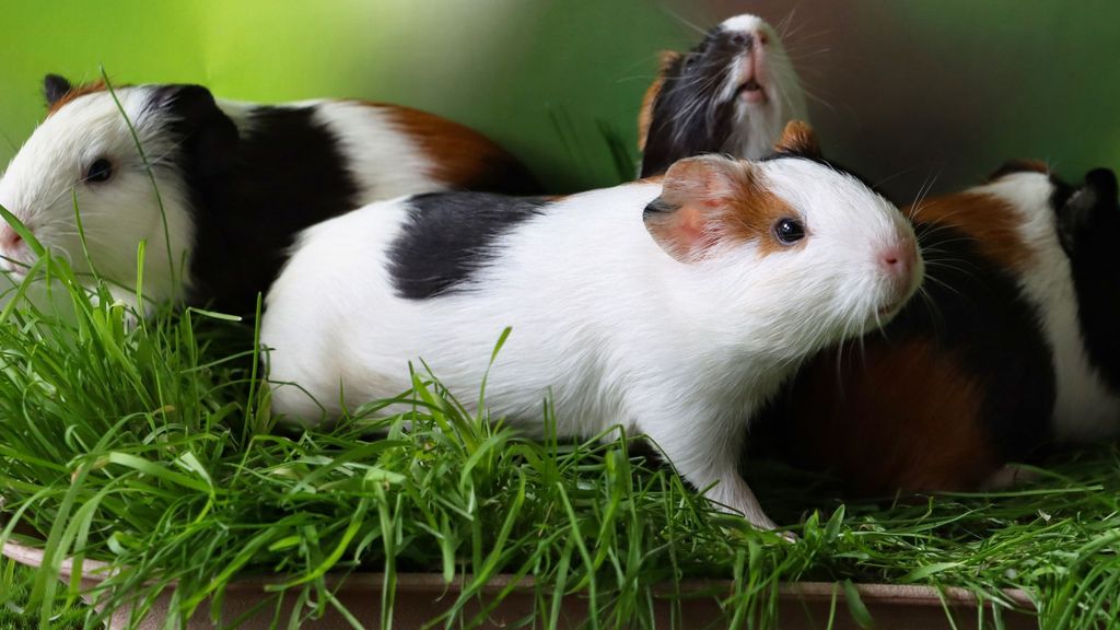 Reasons to get a guinea pig to convince anyone | PetsRadar