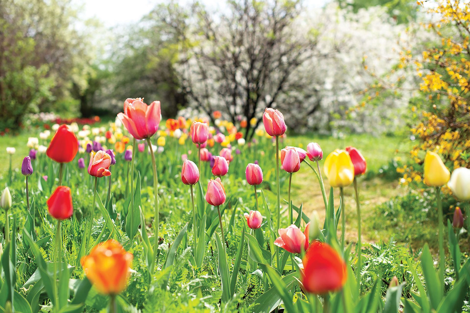 How to divide plants: multiply perennials, bulbs and more | Homes and ...
