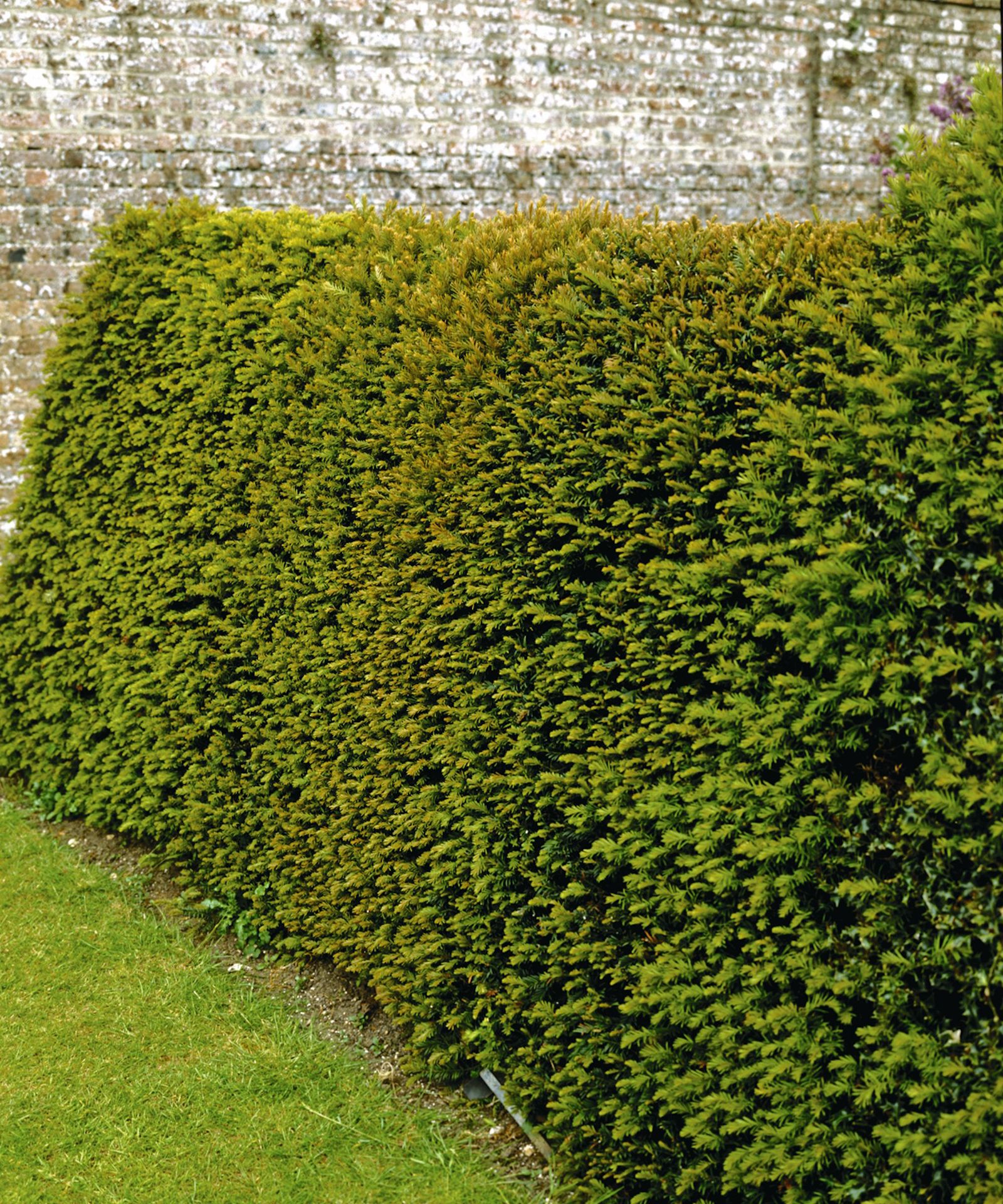 When to trim evergreen bushes: expert advice | Homes and Gardens