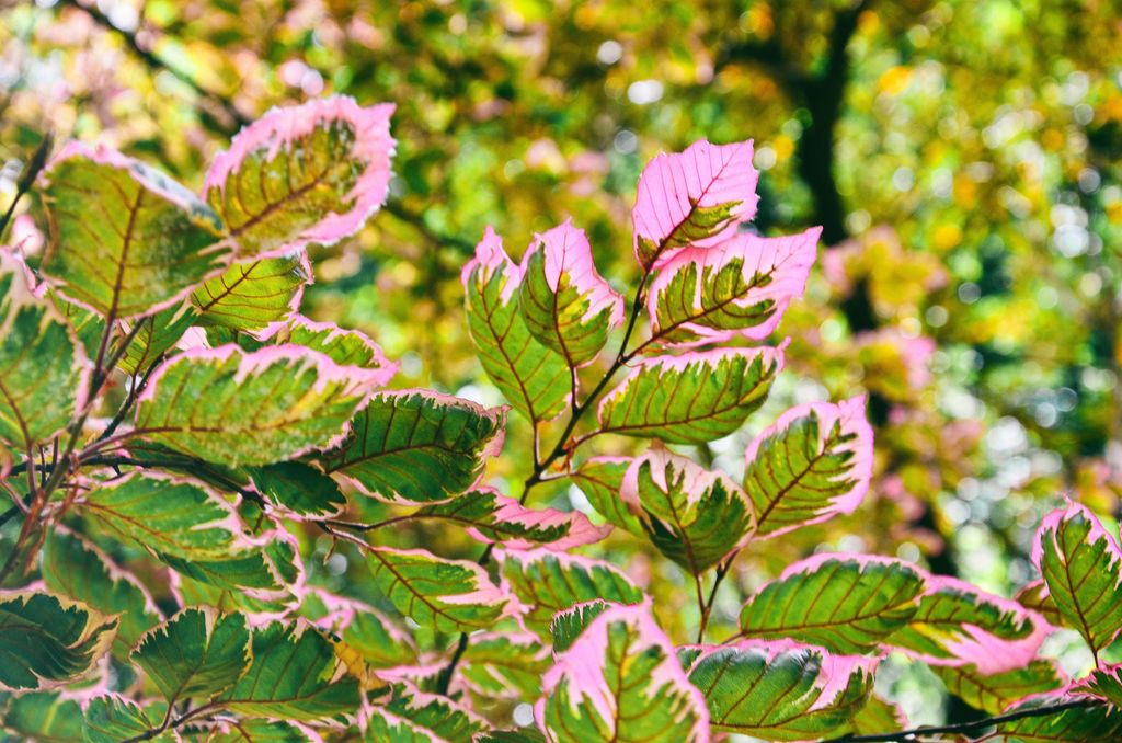 Beech trees: A complete guide | Country Life