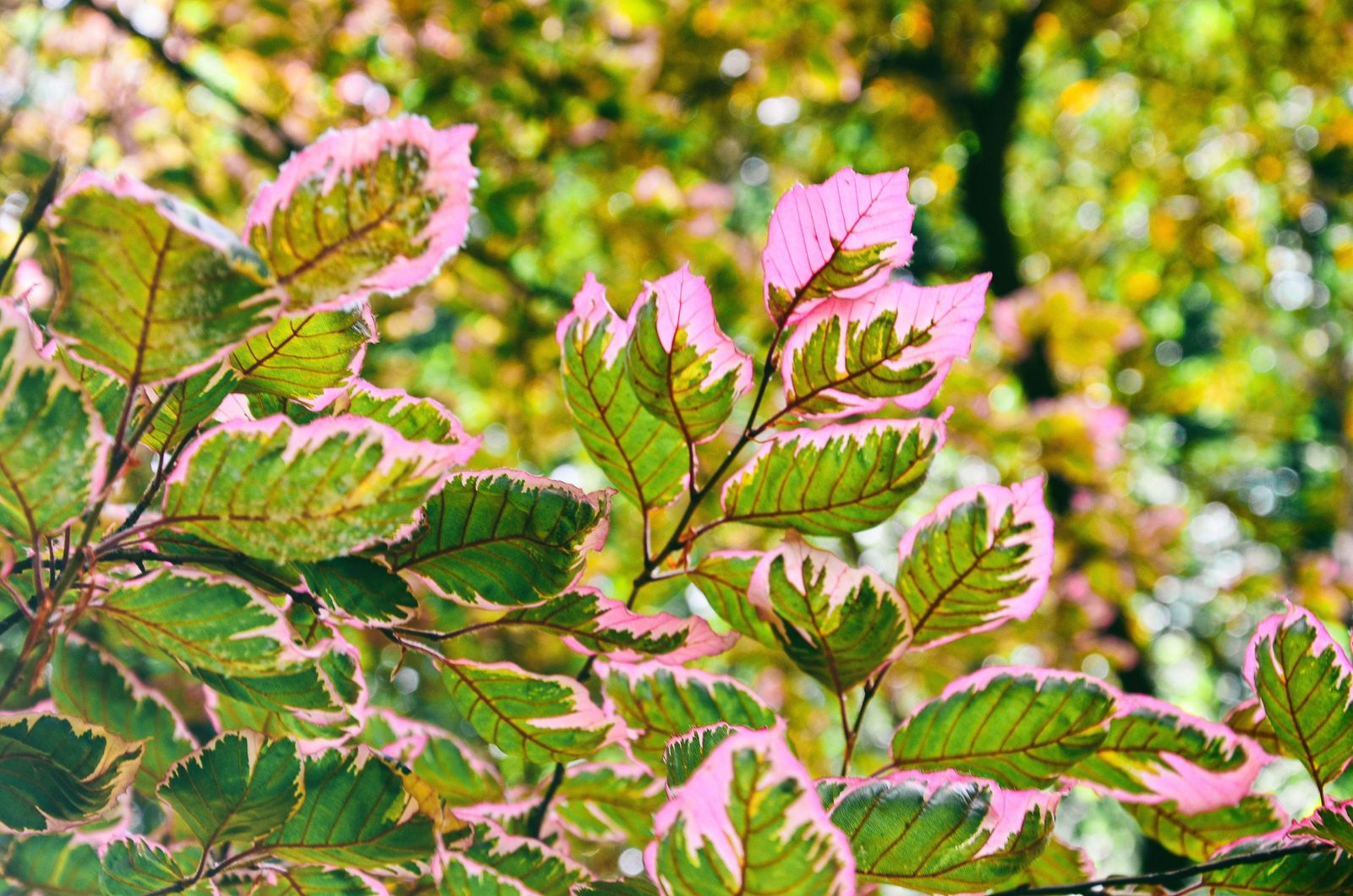 Beech trees: A complete guide | Country Life