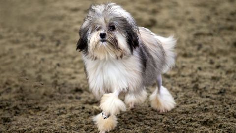 25 of the most expensive pets in the world | PetsRadar