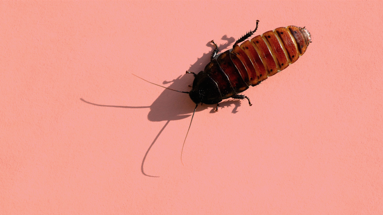Cockroach Milk Health and Beauty Benefits - Cockroach Milk Trend ...