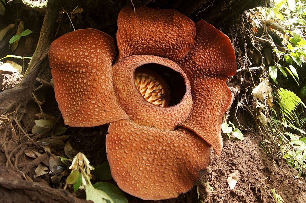 Scientists discover world's largest flower in bloom in Indonesian ...