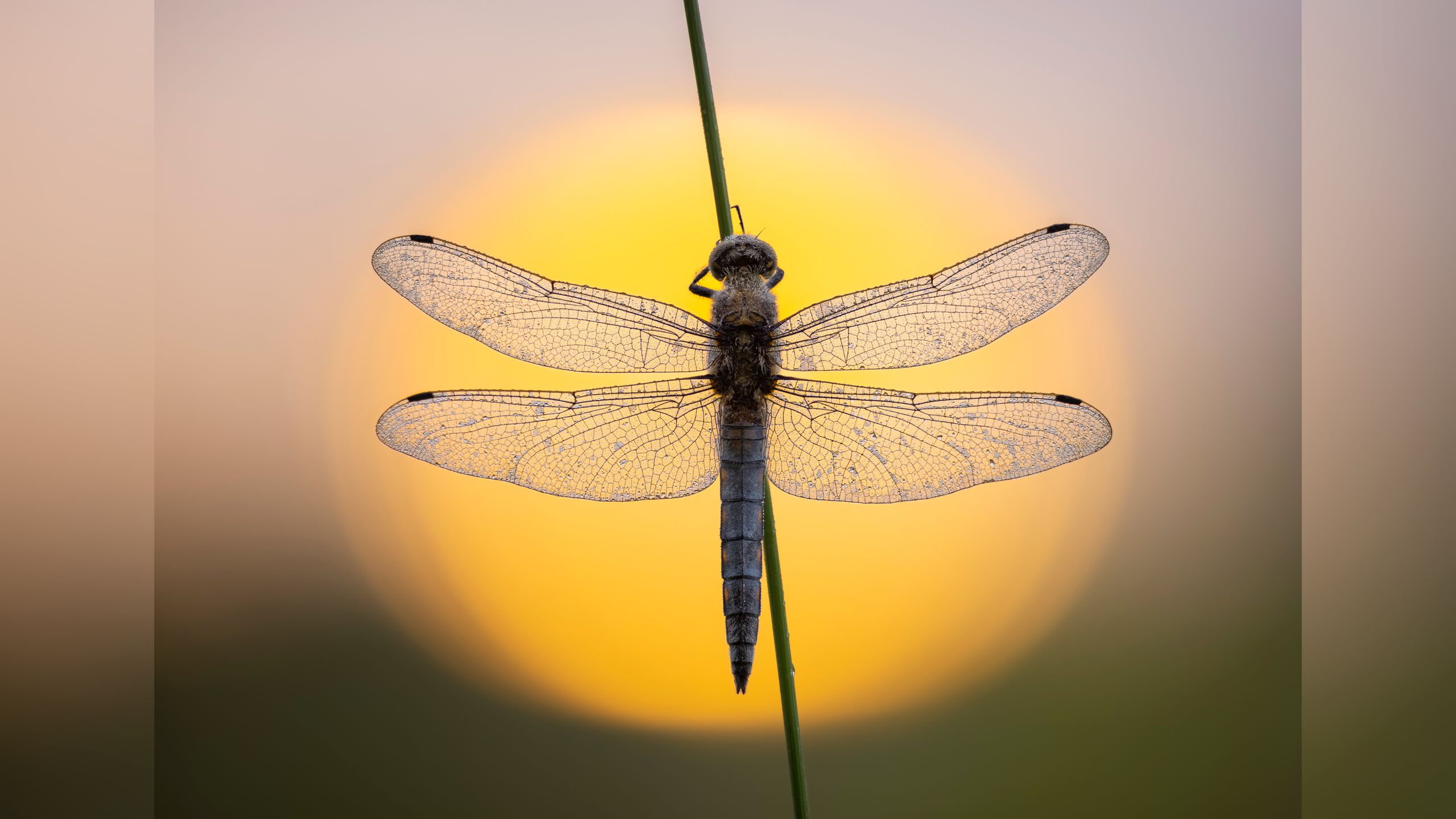 Stunning macro photography competition celebrates minute natural ...