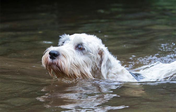 The top ten British dog breeds that need saving and quickly | Country Life