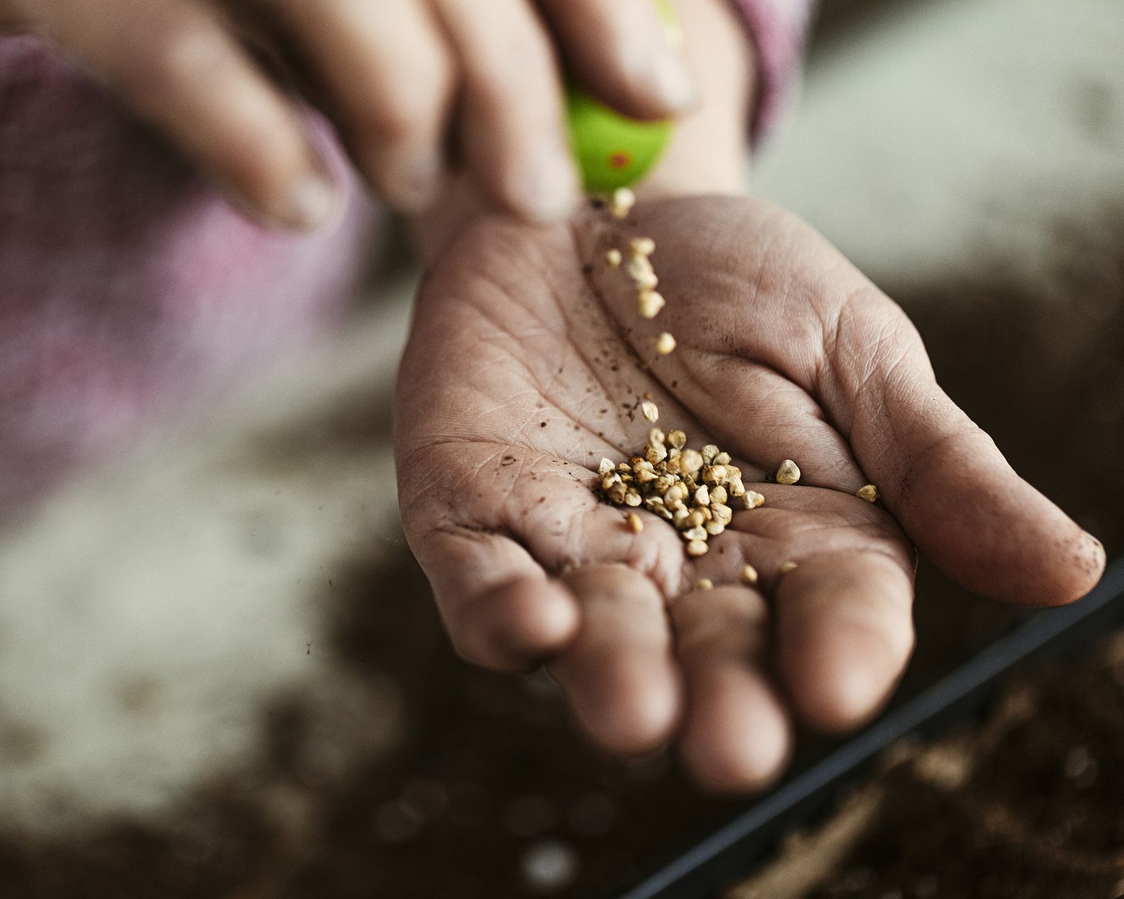 Experts Reveal The Top 3 Reasons Seeds and Seedlings Fail | Gardening ...