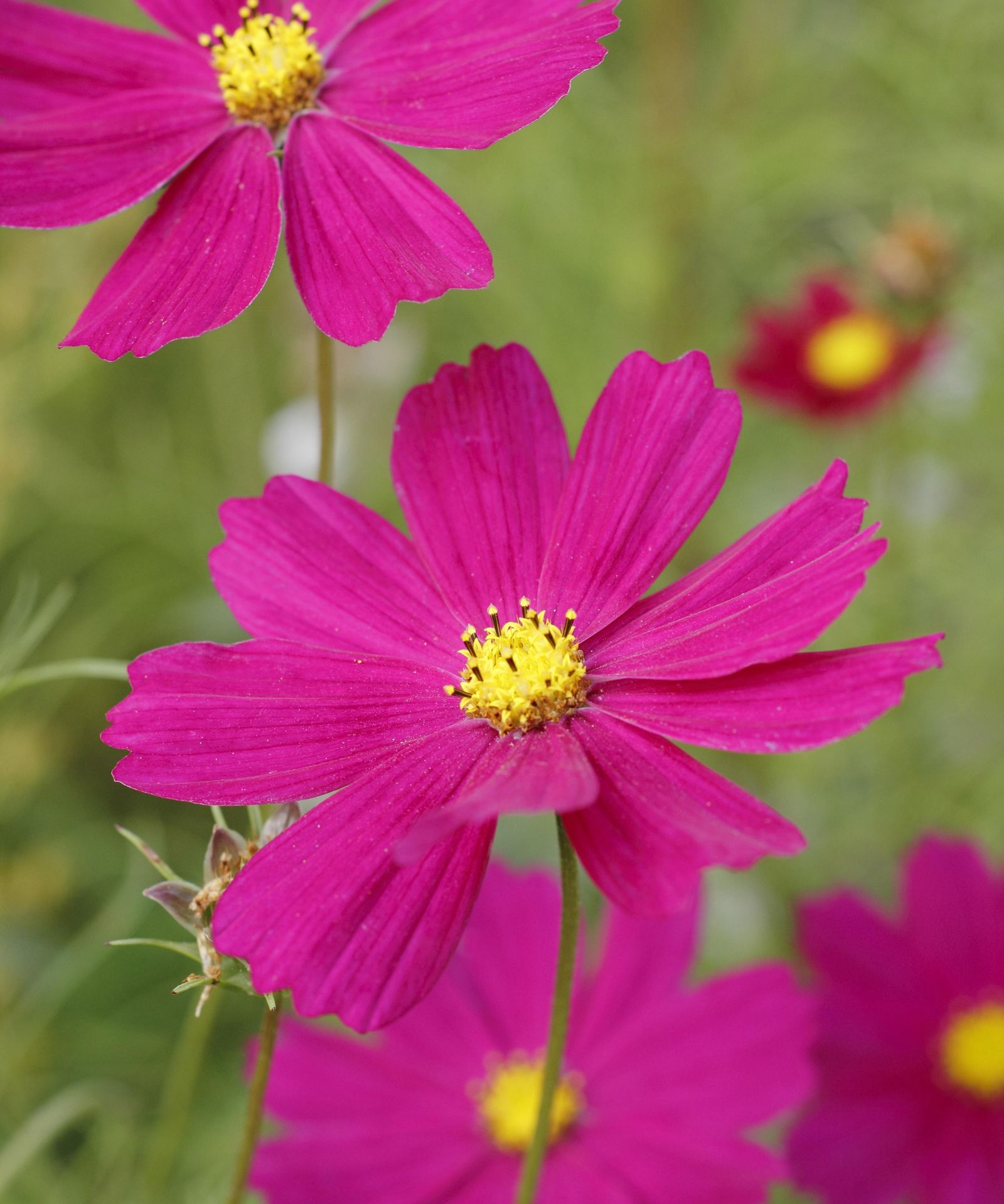 Cosmos care and growing guide: expert tips for summer blooms | Gardeningetc