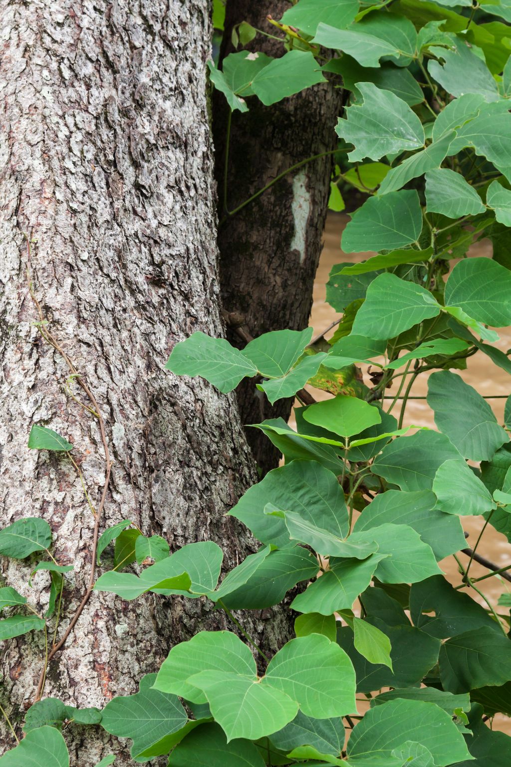 10 invasive plants: and how to stop them spreading | Homes and Gardens