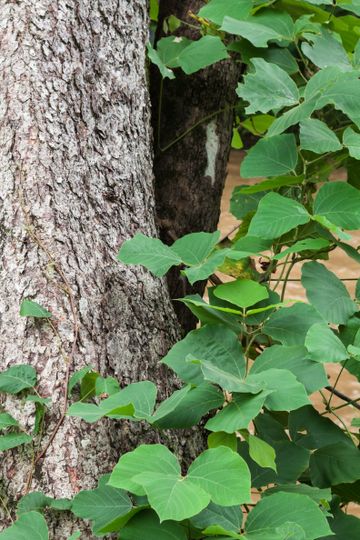 10 invasive plants: and how to stop them spreading | Homes and Gardens