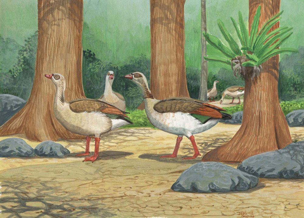 In Images: Wacky Animals That Lived on Mauritius | Live Science