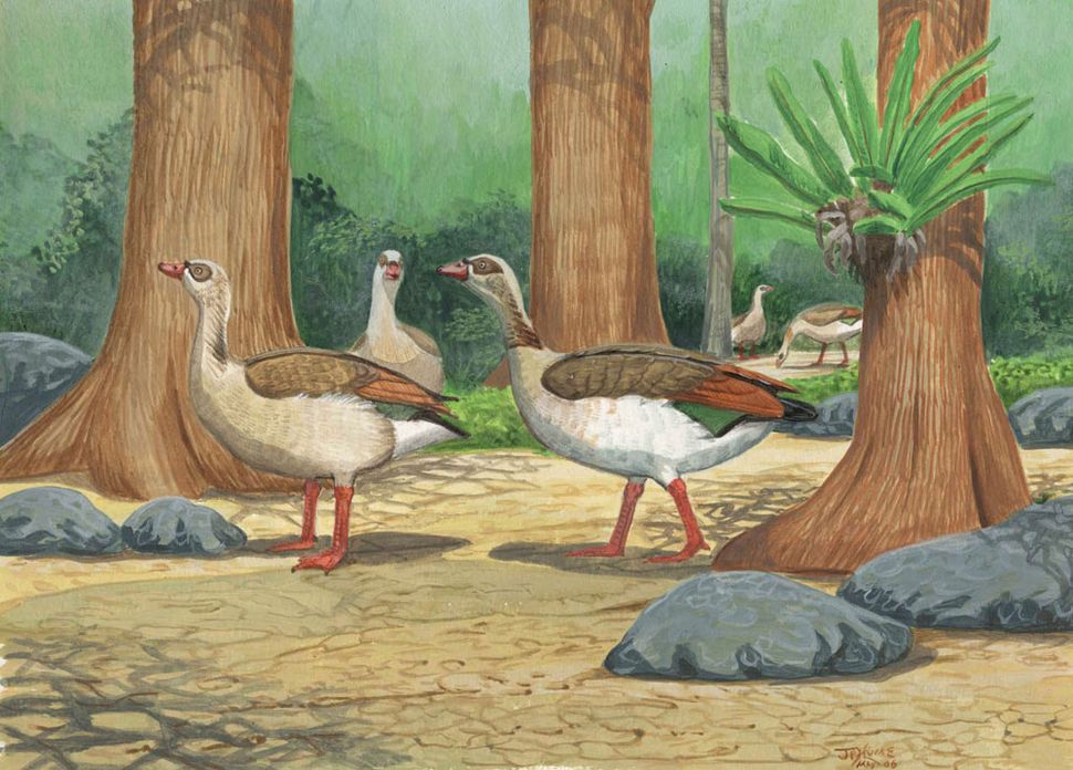 In Images: Wacky Animals That Lived on Mauritius | Live Science