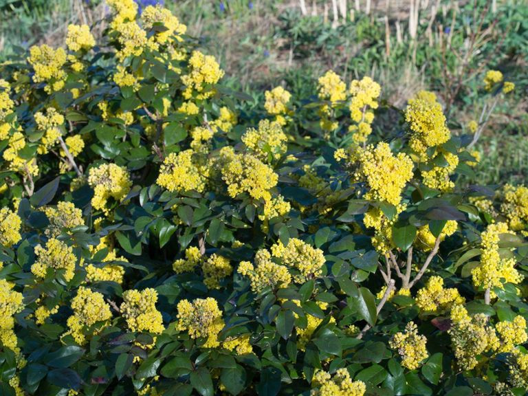 Planting Northwestern Shrubs: Choosing Shrubs For Pacific Northwest ...