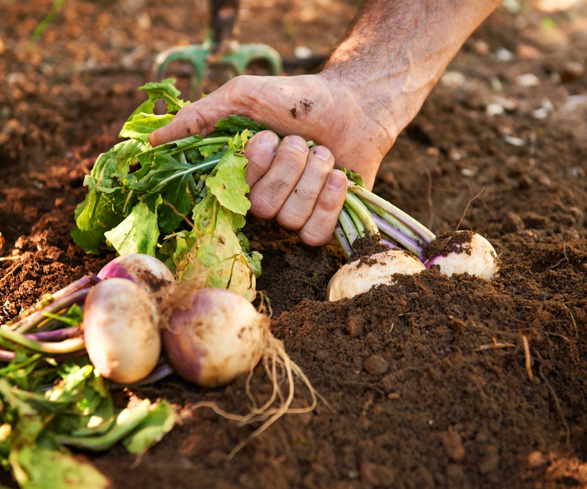 How to grow turnips - from sowing seeds to harvesting roots | Homes and ...