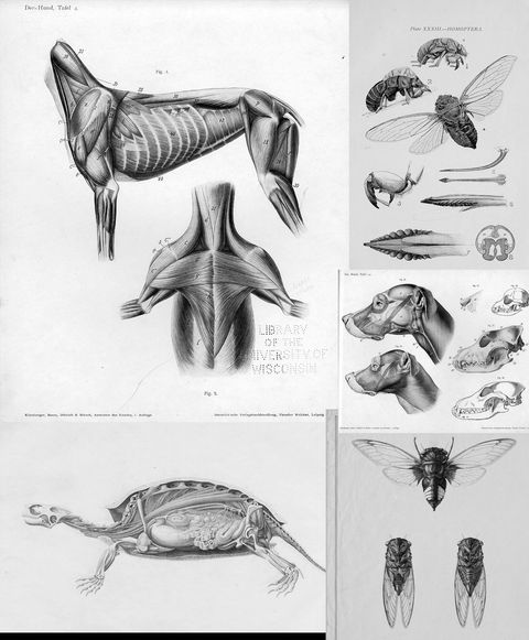How to design and model a fantasy creature | Creative Bloq