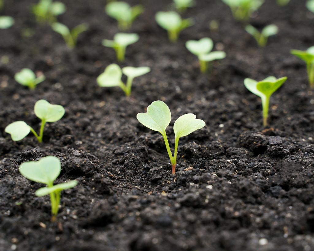 How To Direct Sow Seeds In The Garden For No-Fuss Growing | Gardening ...