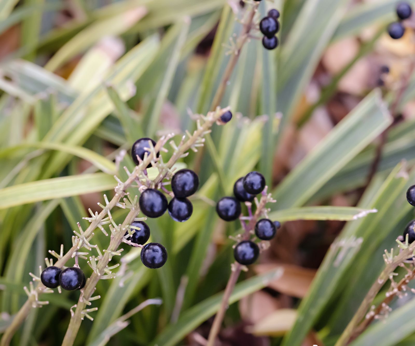 When to prune monkey grass: advice for this shady perennial | Homes and Gardens