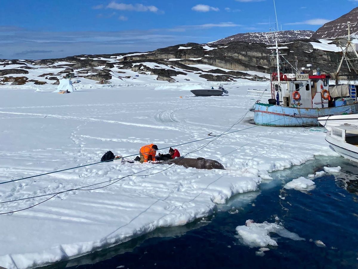 Secret of why Greenland sharks live so incredibly long finally revealed ...