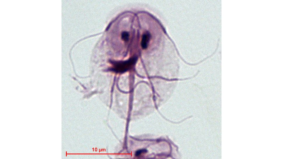 32 diseases you can catch from animals | Live Science