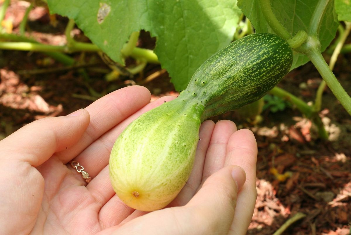 Reasons For Deformed Cucumbers | Gardening Know How