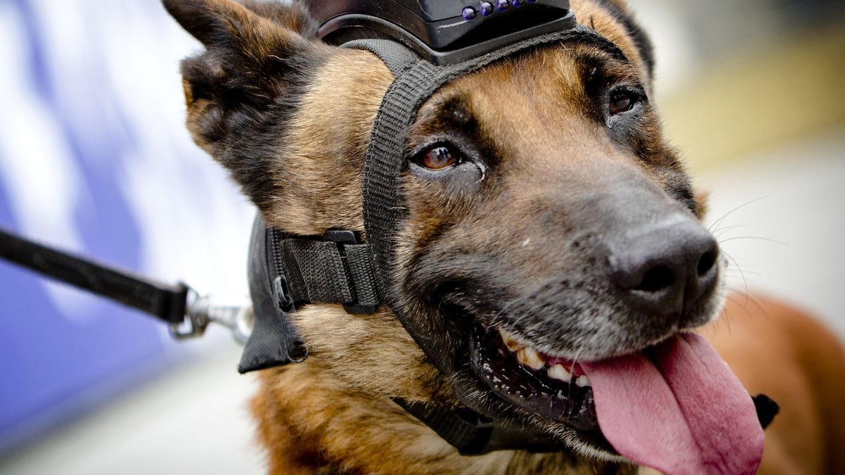 Dubai Airport deploys sniffer dogs to detect coronavirus carriers | The ...