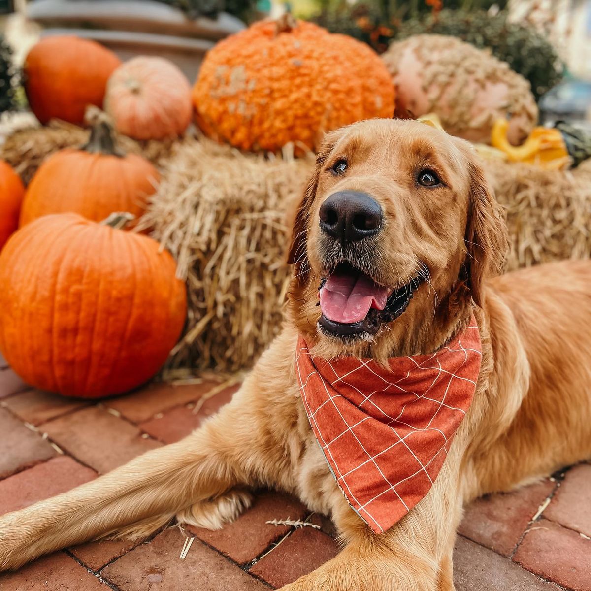 21 pet photography ideas to inspire you all-year round | PetsRadar