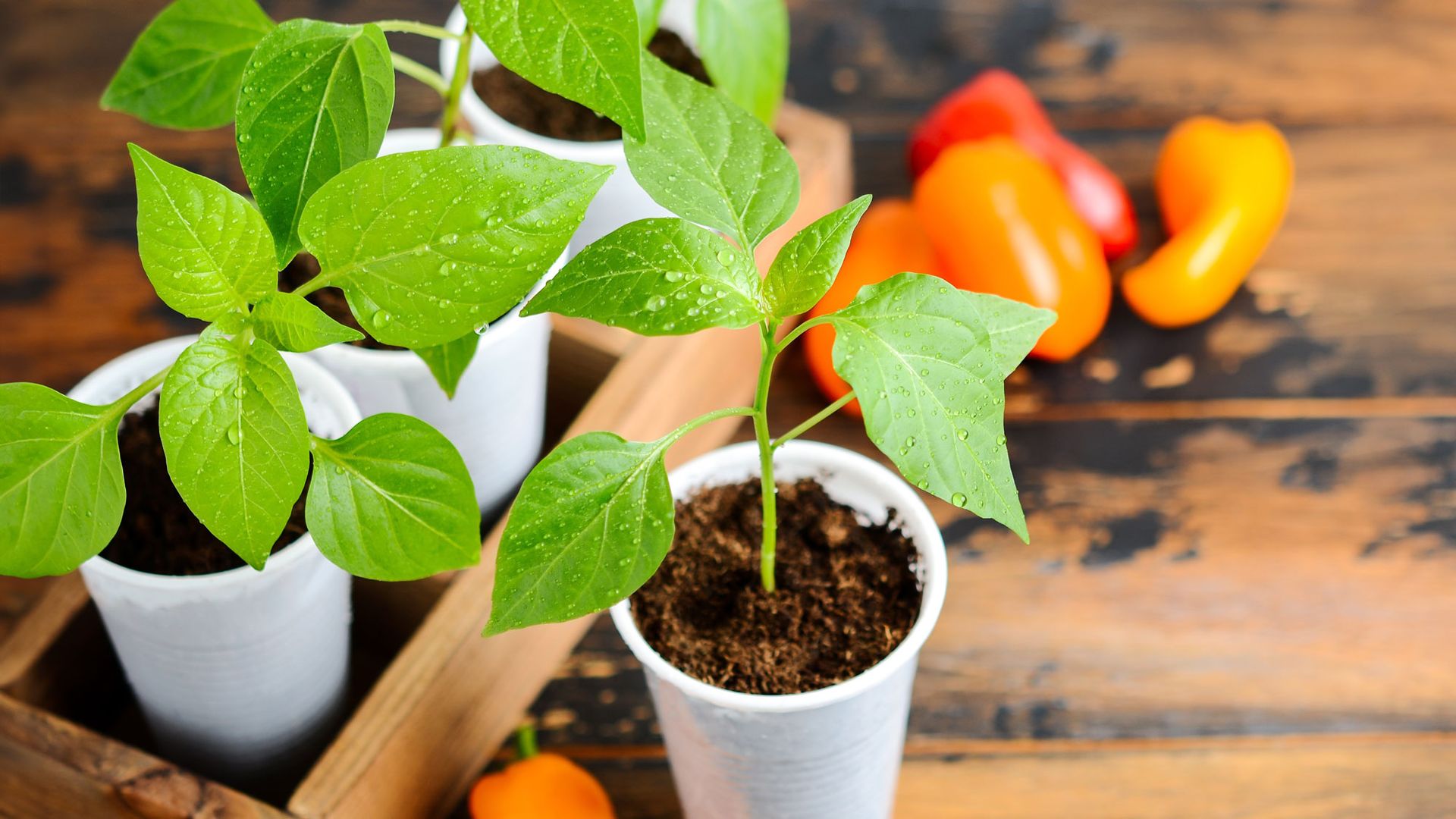 Growing Bell Peppers In Containers | Big Taste, Small Space | Gardening ...