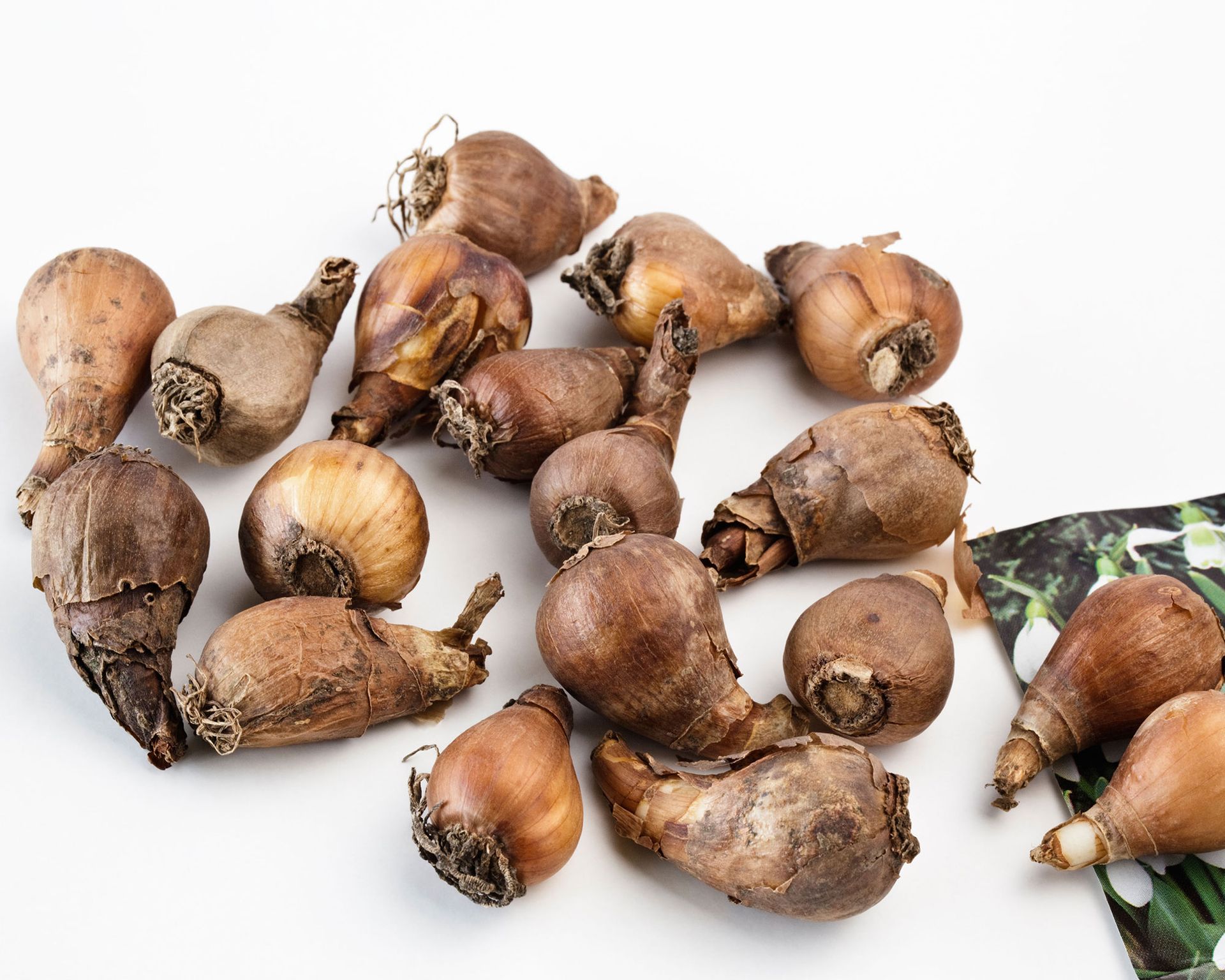 Snowdrops growing guide and essential care advice | Gardeningetc