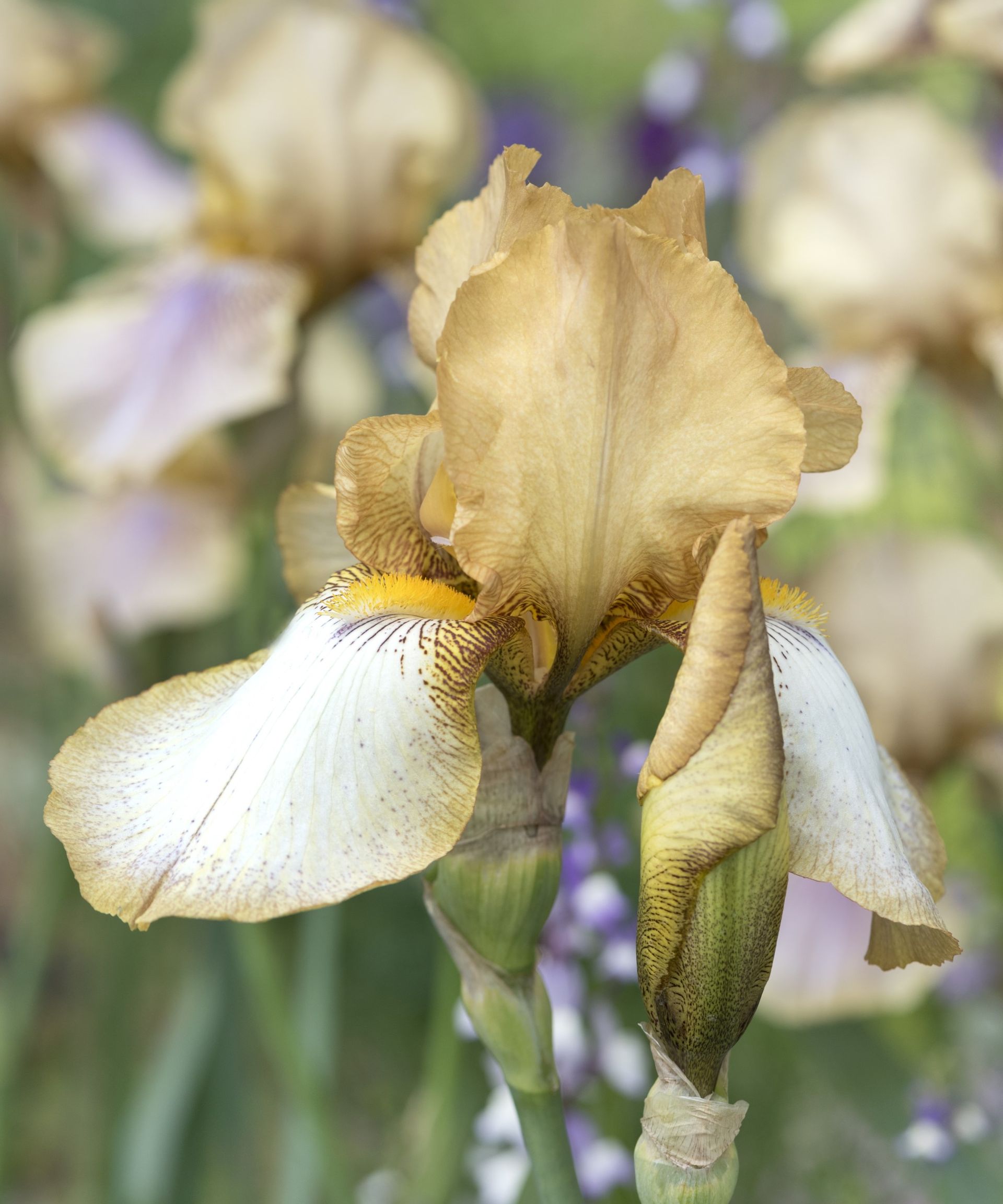 Deadheading irises: expert tips for when and how to do it | Homes and ...