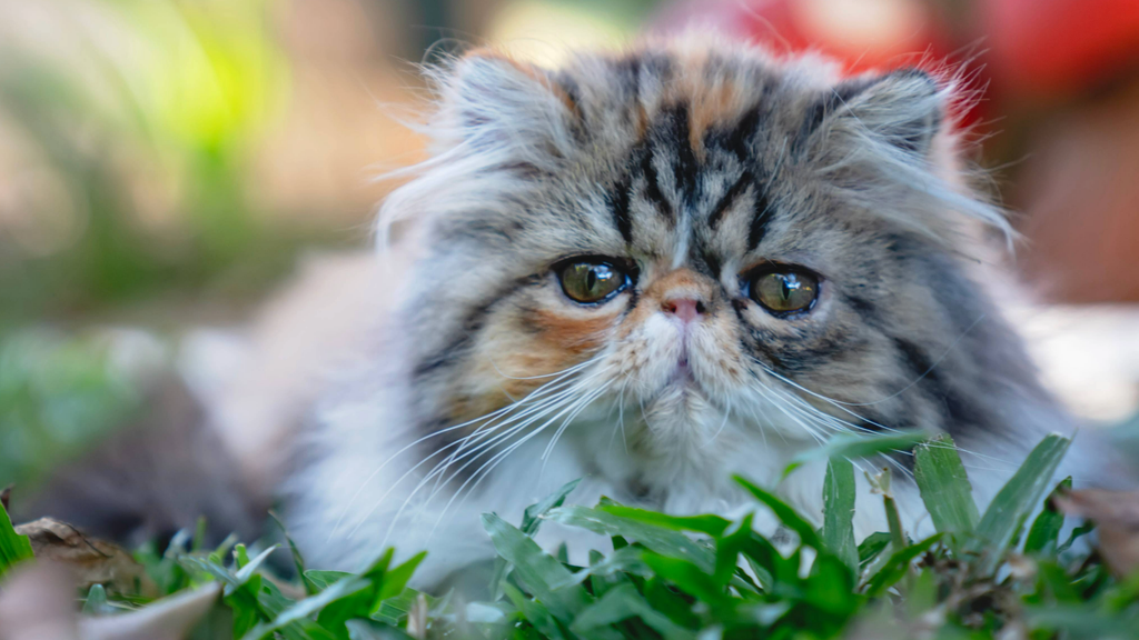 What is a dilute calico cat? A vet reveals all | PetsRadar