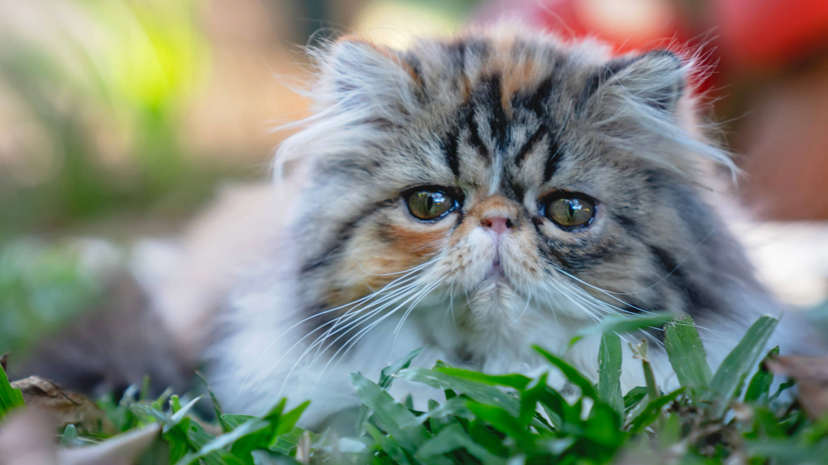 What is a dilute calico cat? A vet reveals all | PetsRadar