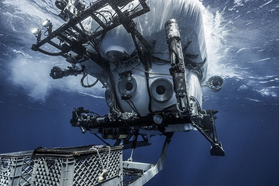 Rare Sea Life Found in Mysterious Underwater 'Mountains' | Live Science