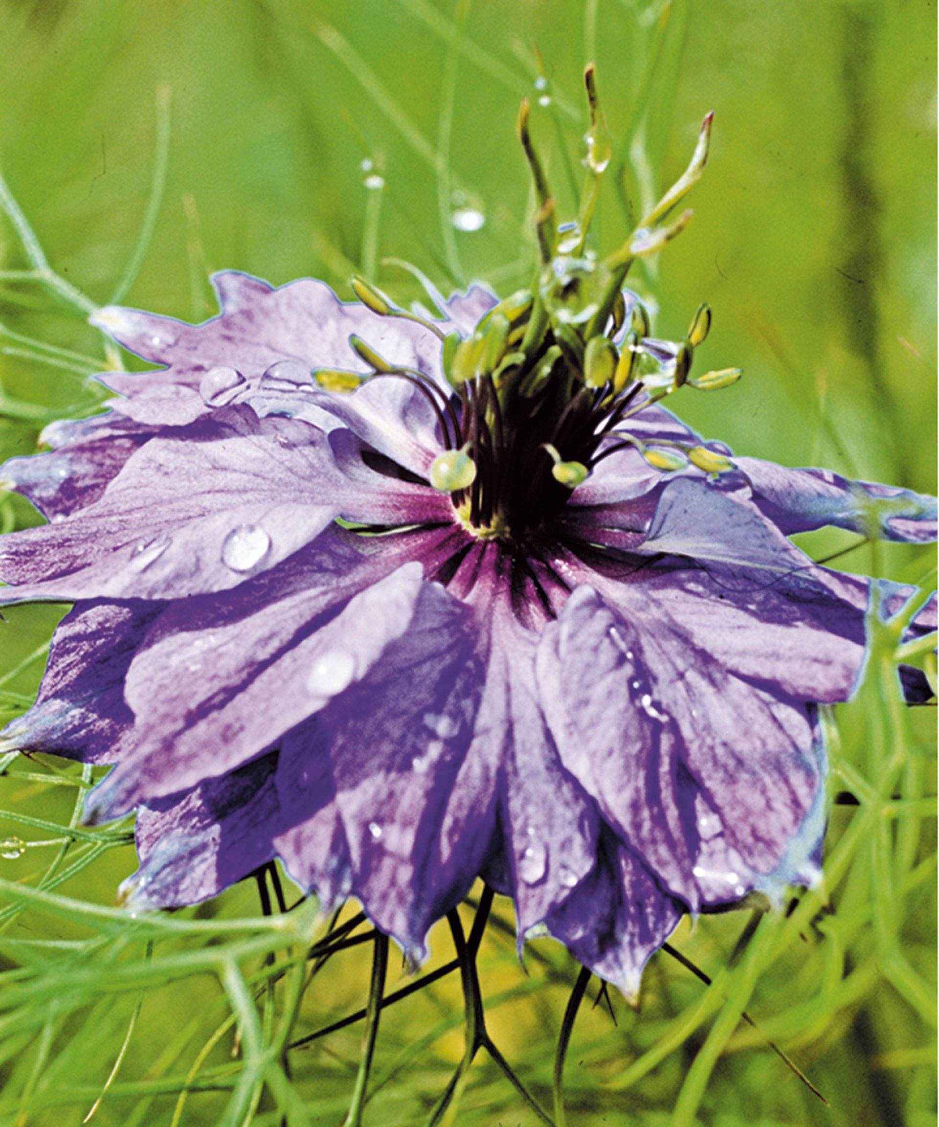How to identify wildflowers – recognise British flora from their petals ...