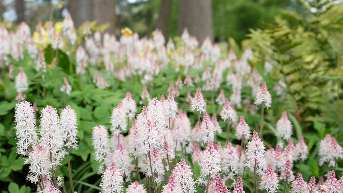 Best ground cover plants for wet soil: 5 expert options | Homes and Gardens