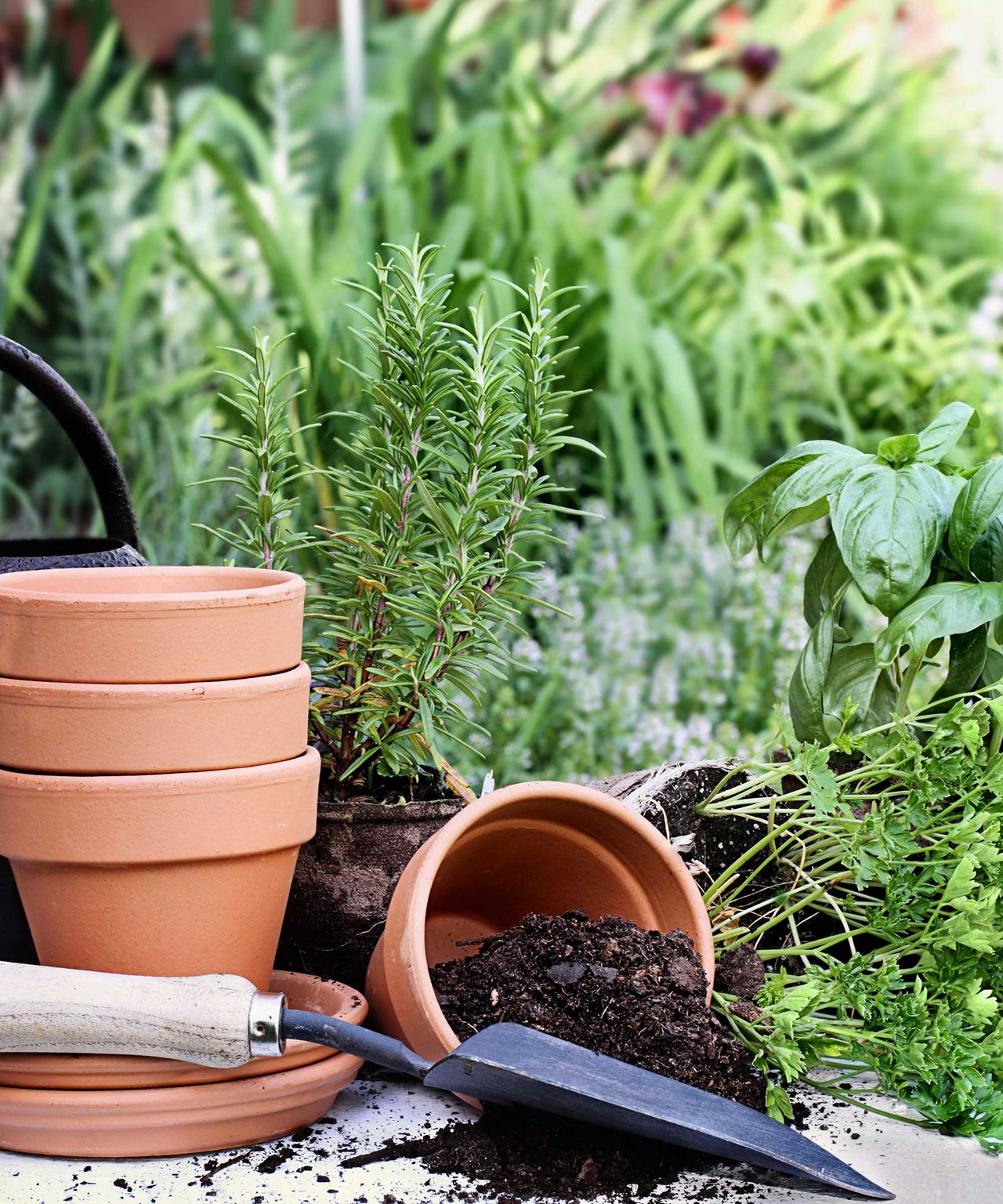 16 herbs that grow well together: tips for a healthy garden | Homes and ...