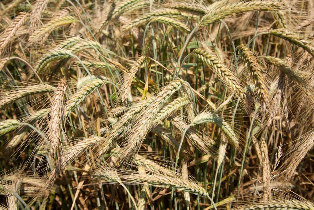 Picking Barley Grains: Learn About Harvesting Barley Crops | Gardening ...