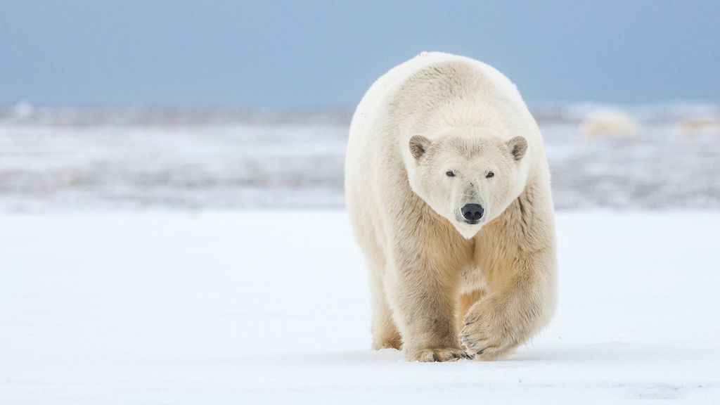 7 rules that explain Earth's most extreme animal shapes and sizes ...