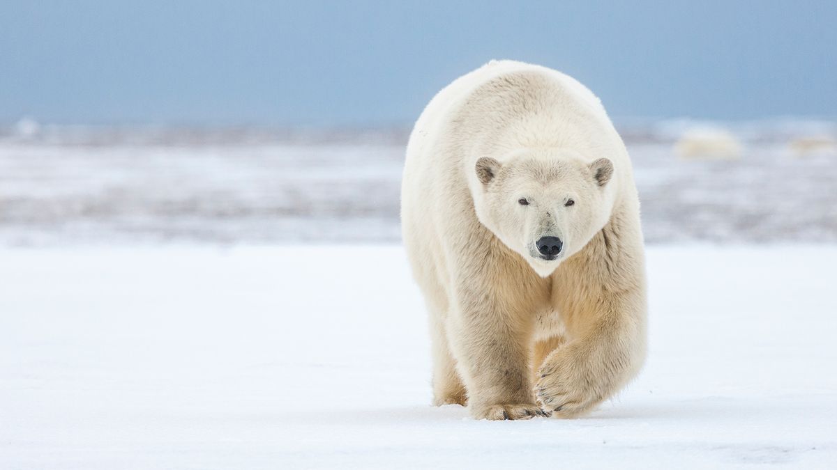 7 rules that explain Earth's most extreme animal shapes and sizes ...