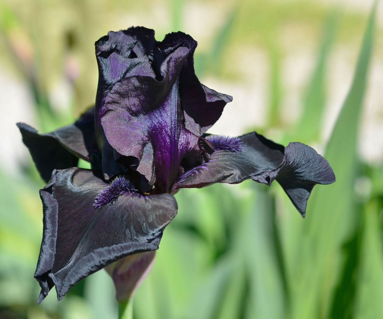 Grow These Types Of Black Flowers For A Moody Spring Garden | Gardening ...